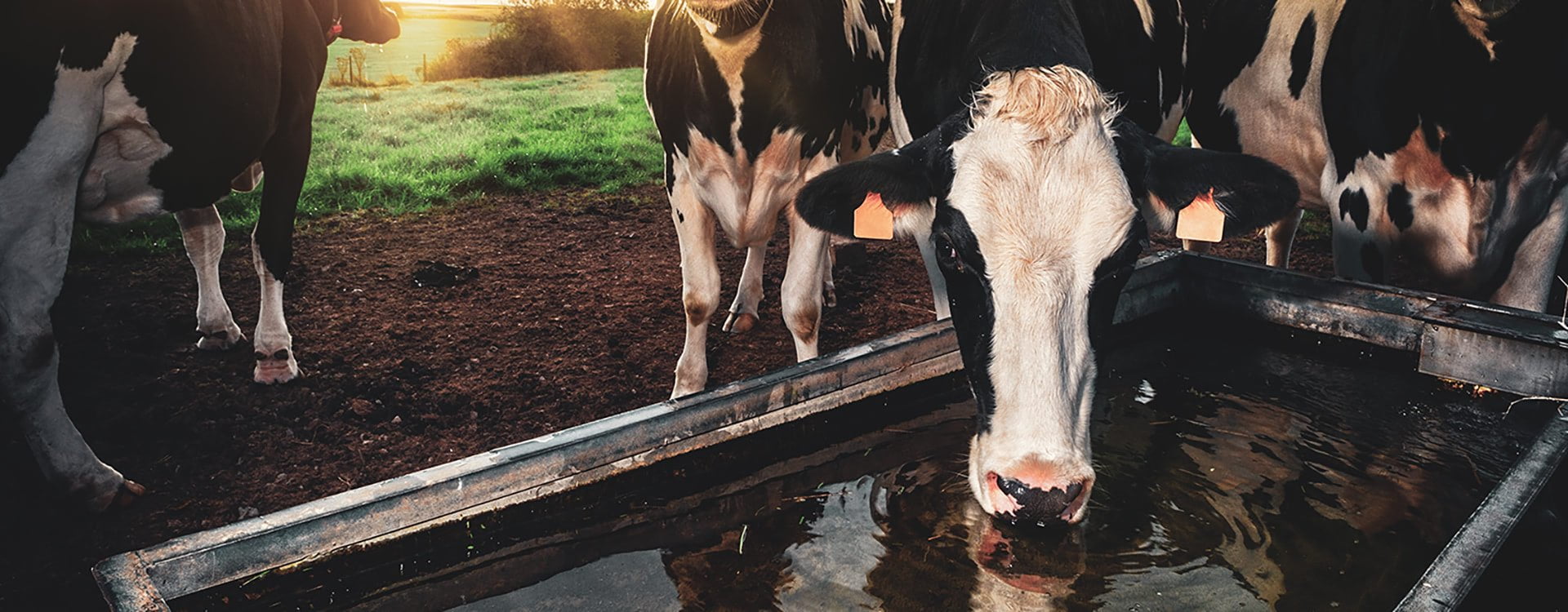 Pasture Irrigation for Dairy Farms | Davey Water Australia